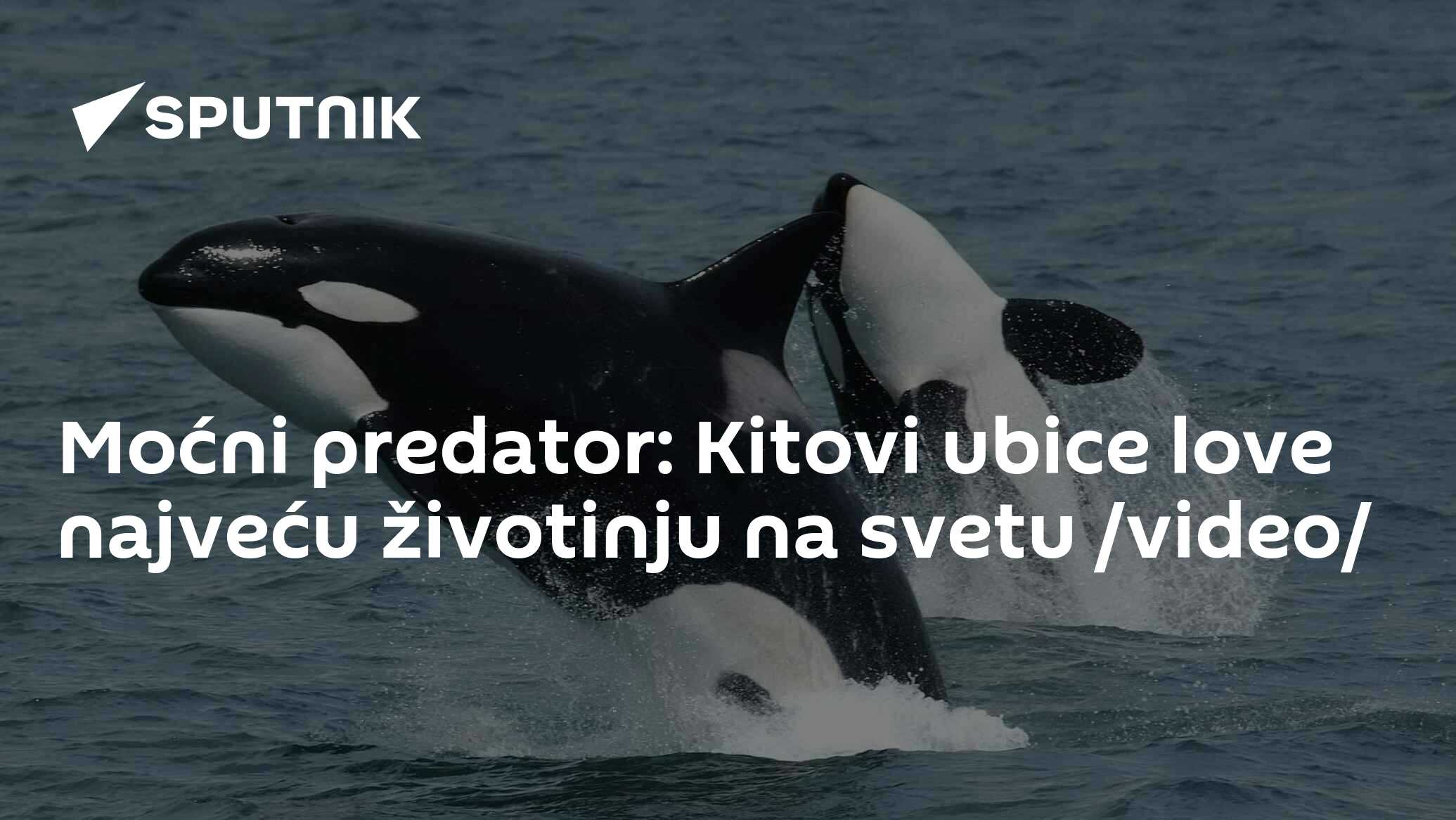 Moćni predator: Kitovi ubice love najveću životinju na svetu /video ...