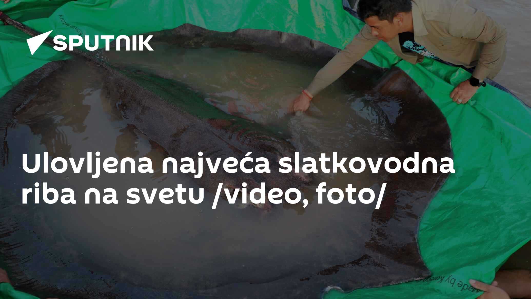 Ulovljena najveća slatkovodna riba na svetu /video, foto/ - 20.06.2022 ...