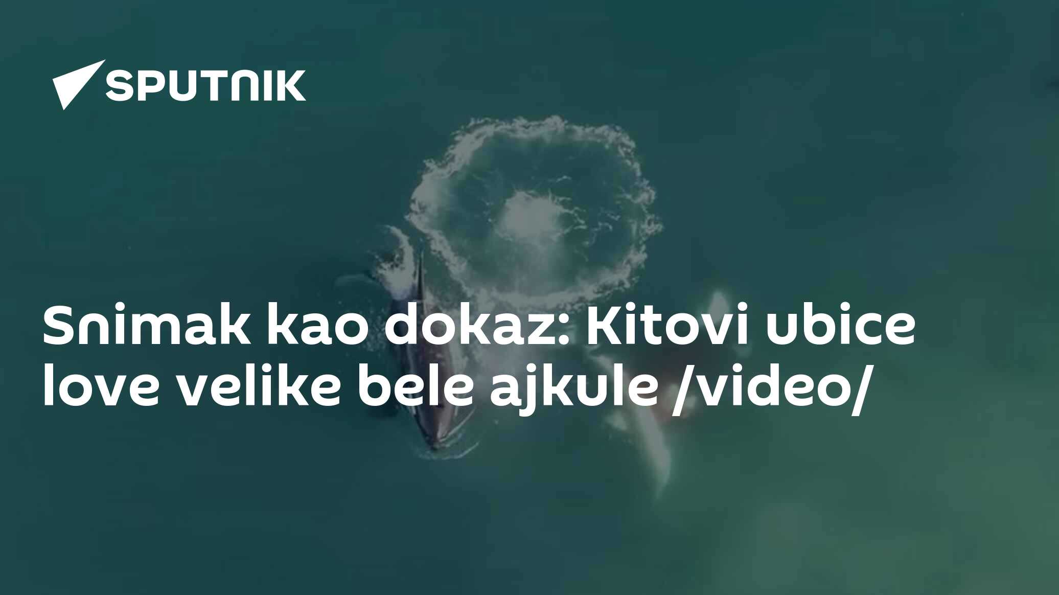 Snimak kao dokaz: Kitovi ubice love velike bele ajkule /video/ - 06.10.2022, Sputnik Srbija