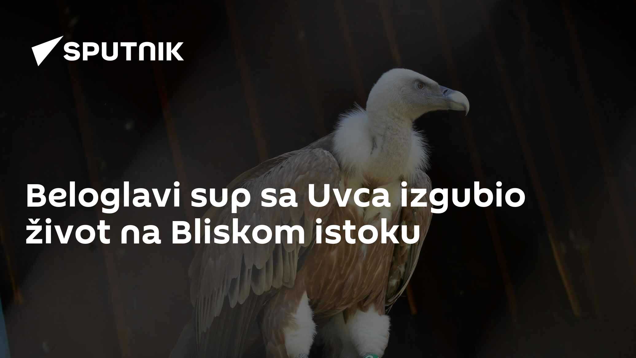 Beloglavi sup sa Uvca izgubio život na Bliskom istoku - 01.12.2022 ...