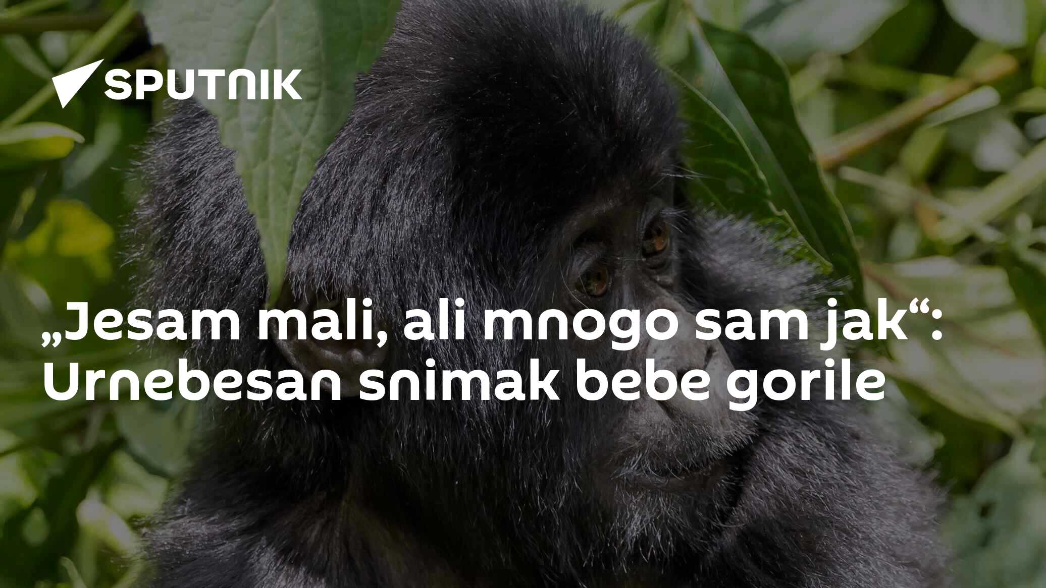 „Jesam mali, ali mnogo sam jak“: Urnebesan snimak bebe gorile - 19.01. ...