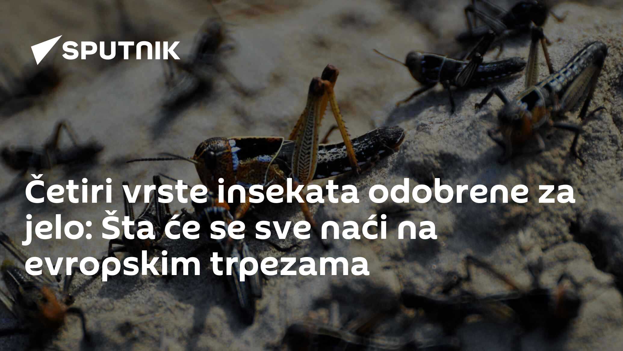 Četiri vrste insekata odobrene za jelo: Šta će se sve naći na evropskim ...