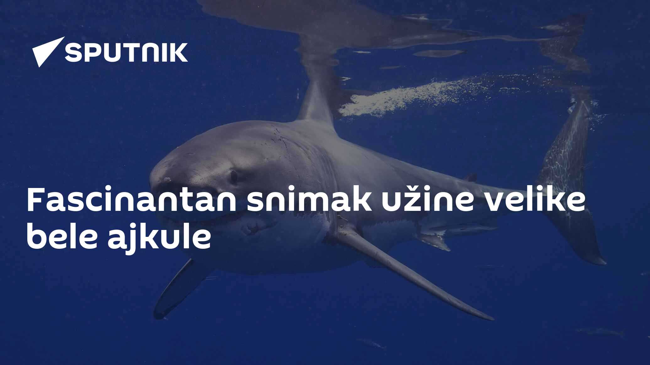 Fascinantan Snimak Užine Velike Bele Ajkule 18022023 Sputnik Srbija