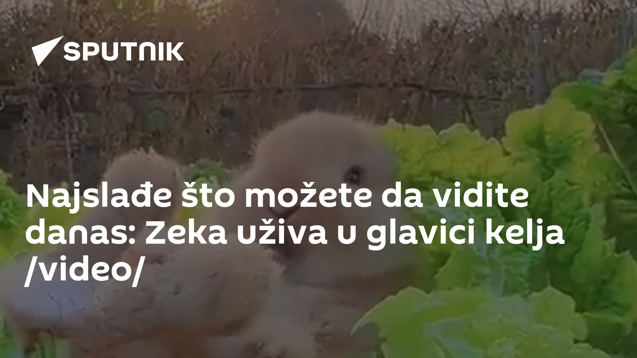 Najslađe što možete da vidite danas: Zeka uživa u glavici kelja /video ...