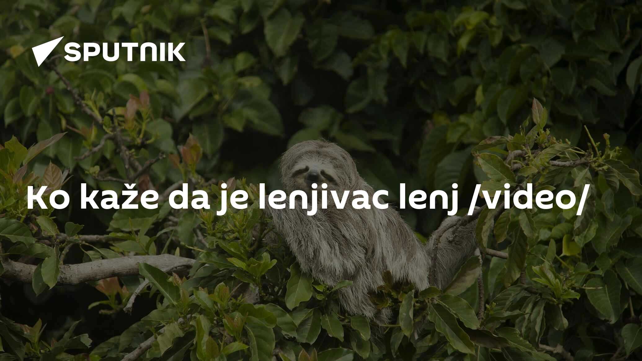 Ko kaže da je lenjivac lenj /video/ - 26.03.2023, Sputnik Srbija