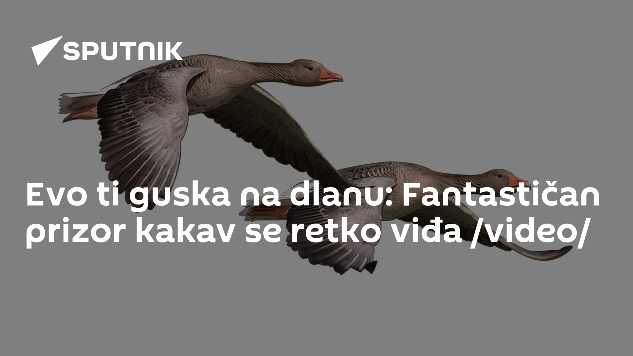 Evo ti guska na dlanu: Fantastičan prizor kakav se retko viđa /video ...