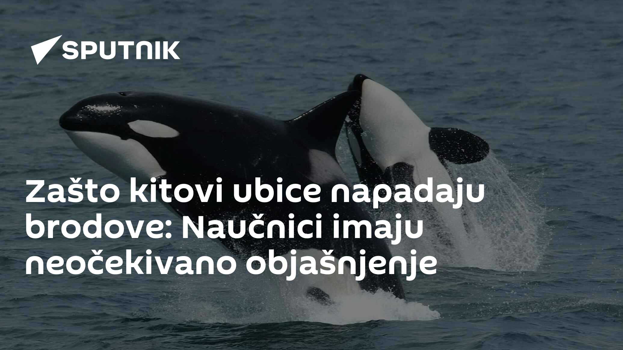 Zašto kitovi ubice napadaju brodove: Naučnici imaju neočekivano ...