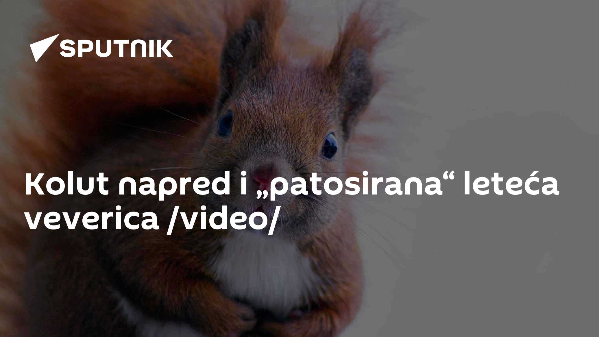 Kolut napred i „patosirana“ leteća veverica /video/ - 05.06.2023 ...