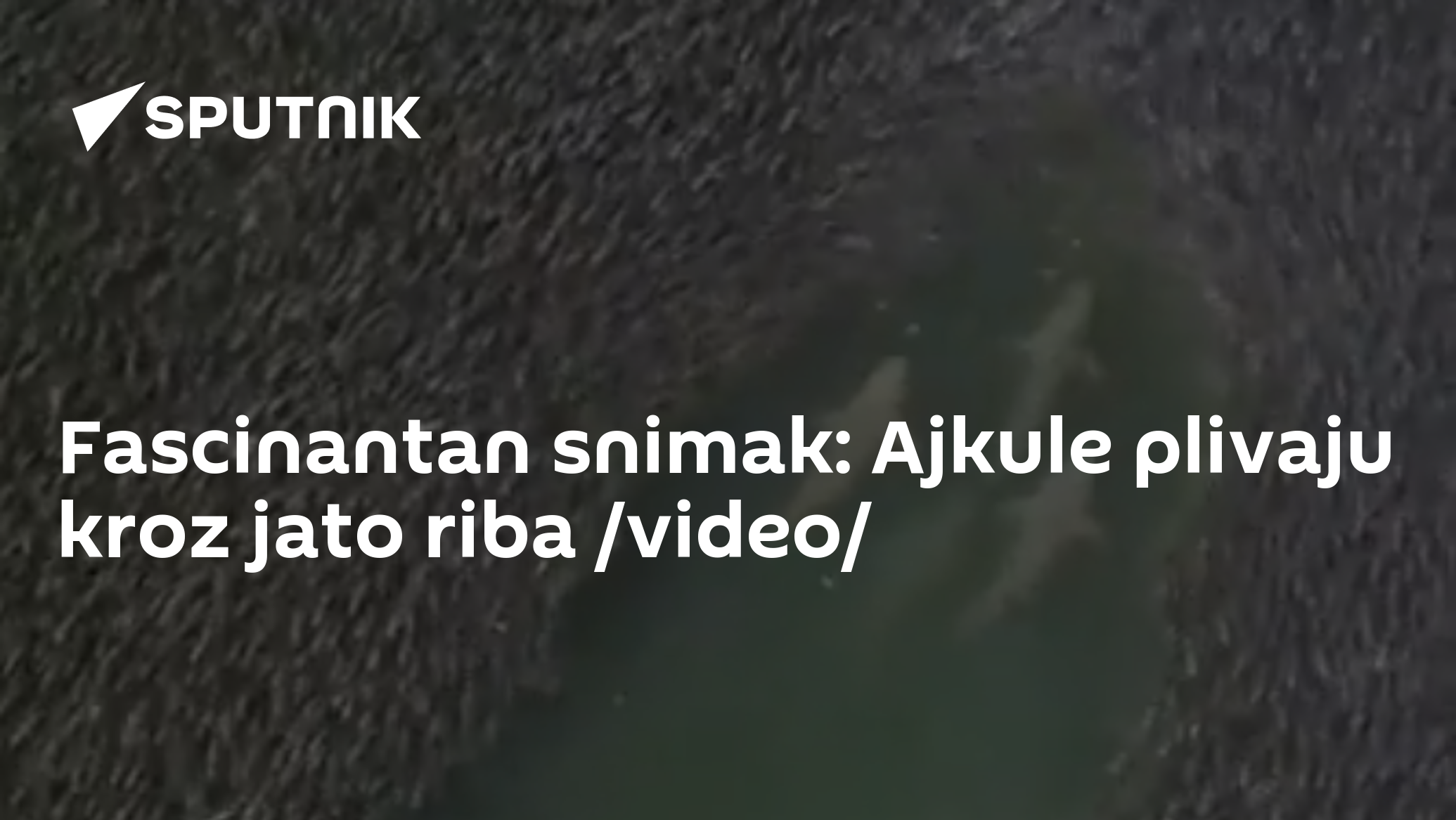 Fascinantan snimak: Ajkule plivaju kroz jato riba /video/ - 03.07.2023 ...