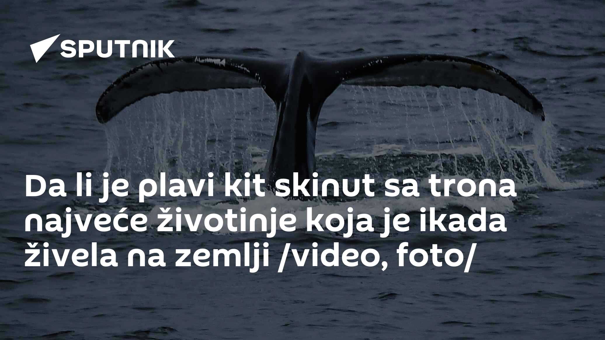 Da li je plavi kit skinut sa trona najveće životinje koja je ikada ...