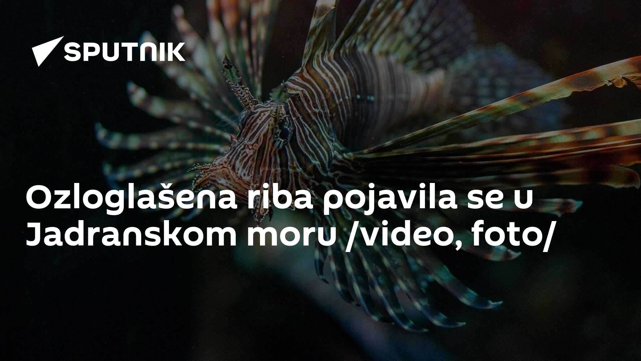 Ozloglašena riba pojavila se u Jadranskom moru /video, foto/ - 16.08.2023, Sputnik Srbija