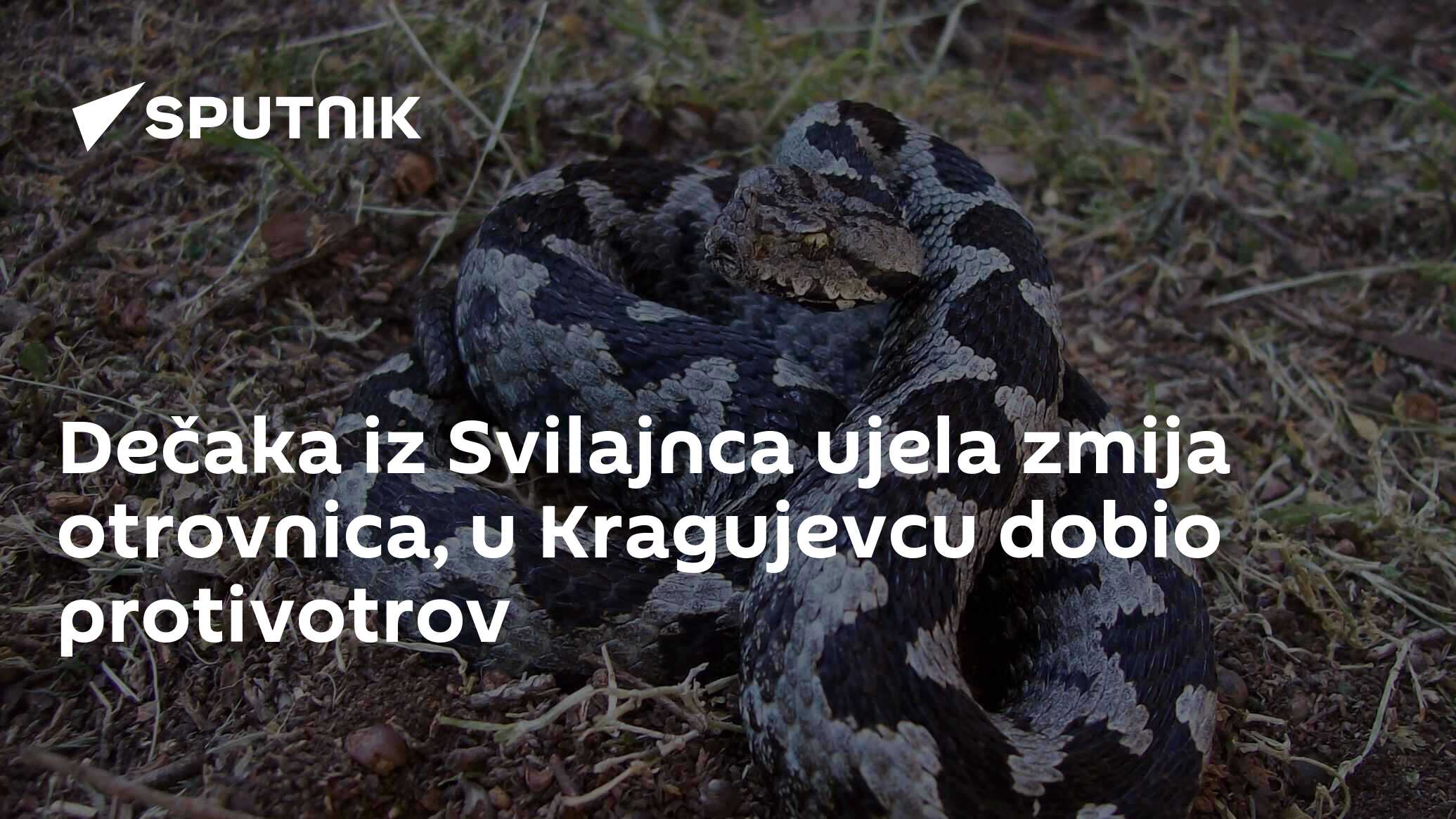 Dečaka iz Svilajnca ujela zmija otrovnica, u Kragujevcu dobio ...