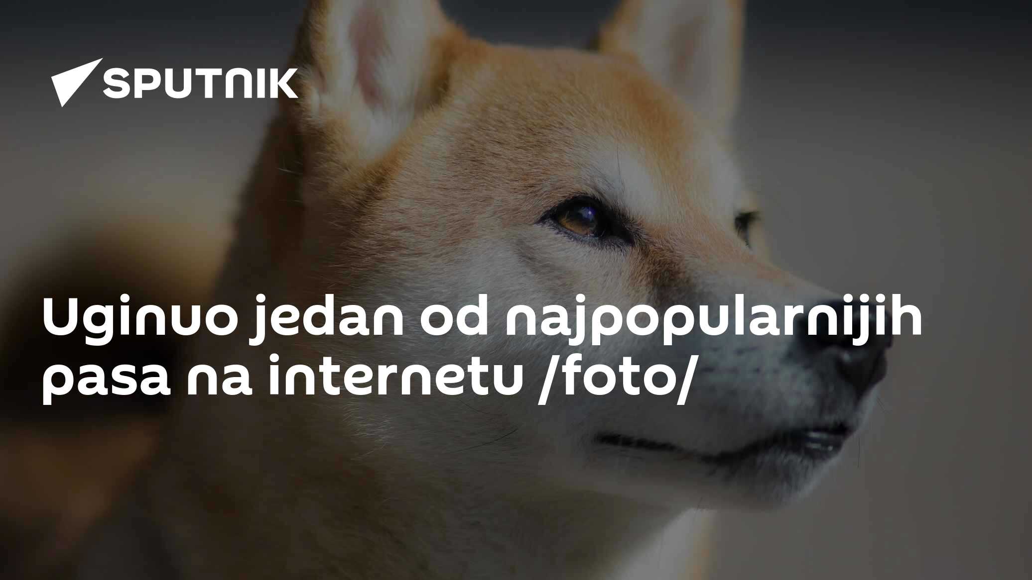 Uginuo jedan od najpopularnijih pasa na internetu /foto/ - 20.08.2023 ...