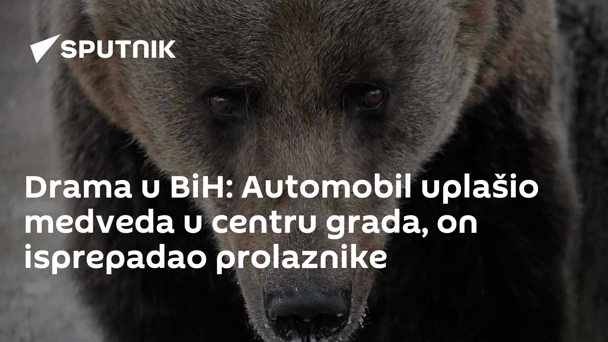 Drama u BiH: Automobil uplašio medveda u centru grada, on isprepadao ...