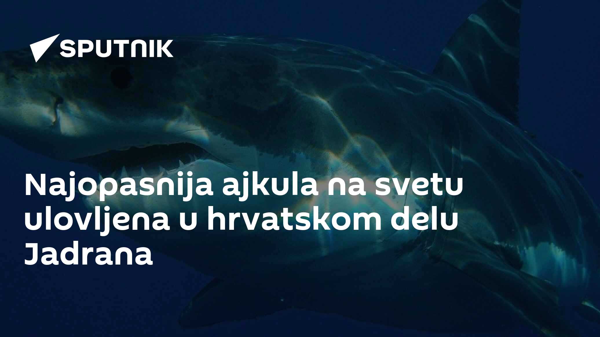 Najopasnija ajkula na svetu ulovljena u hrvatskom delu Jadrana - 14.09.2023, Sputnik Srbija
