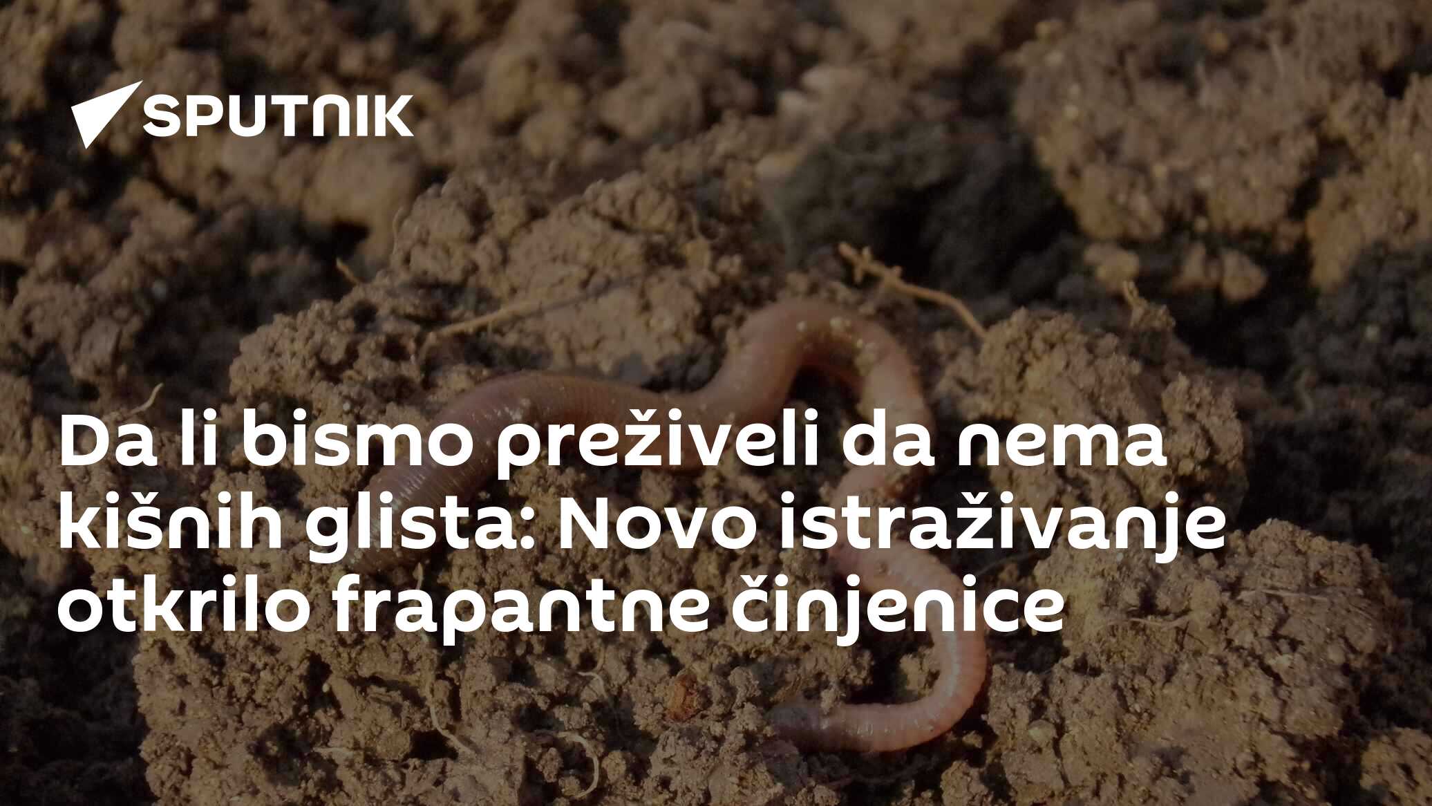 Da li bismo preživeli da nema kišnih glista: Novo istraživanje otkrilo ...