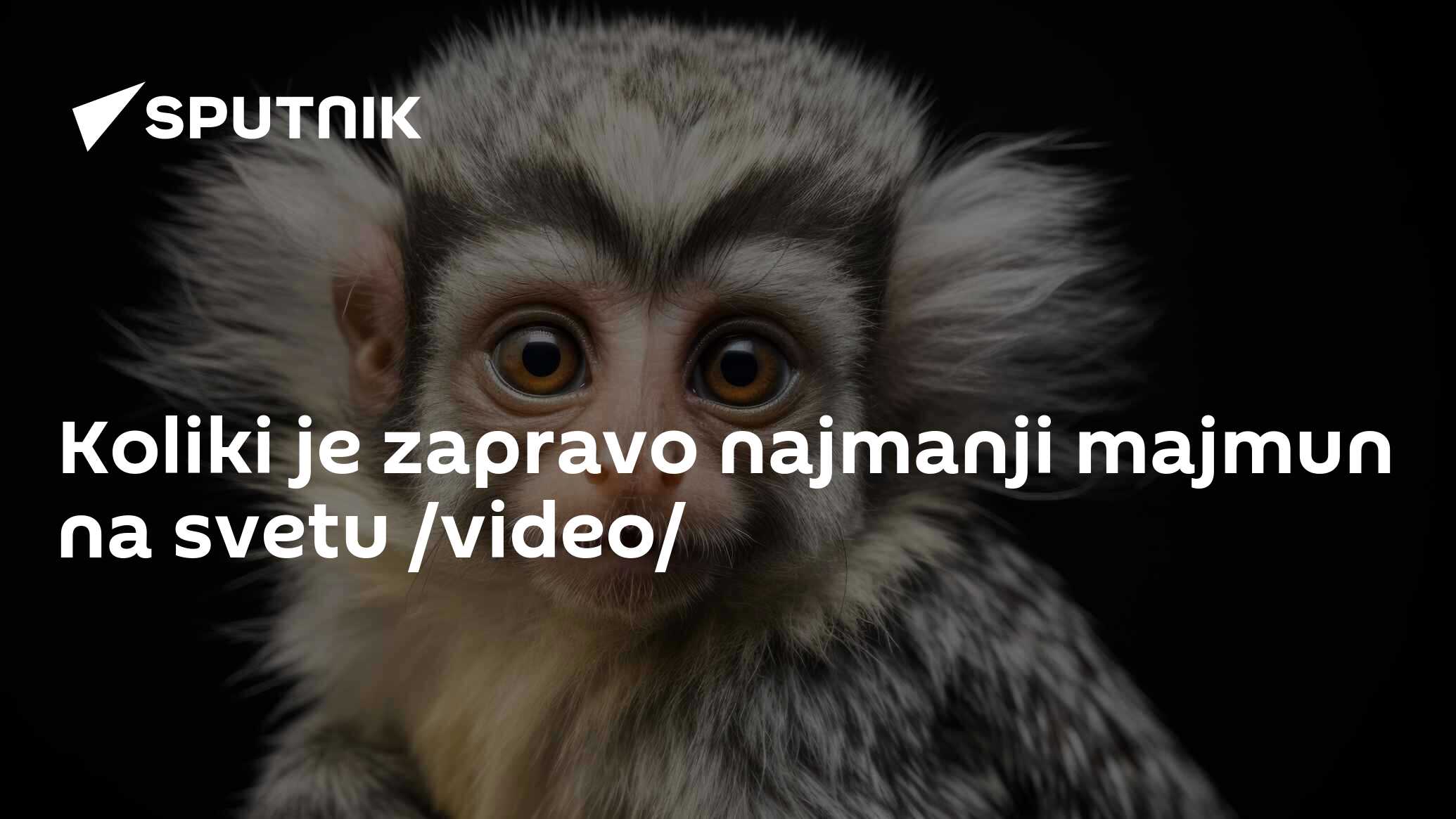 Koliki je zapravo najmanji majmun na svetu /video/ - 07.10.2023 ...