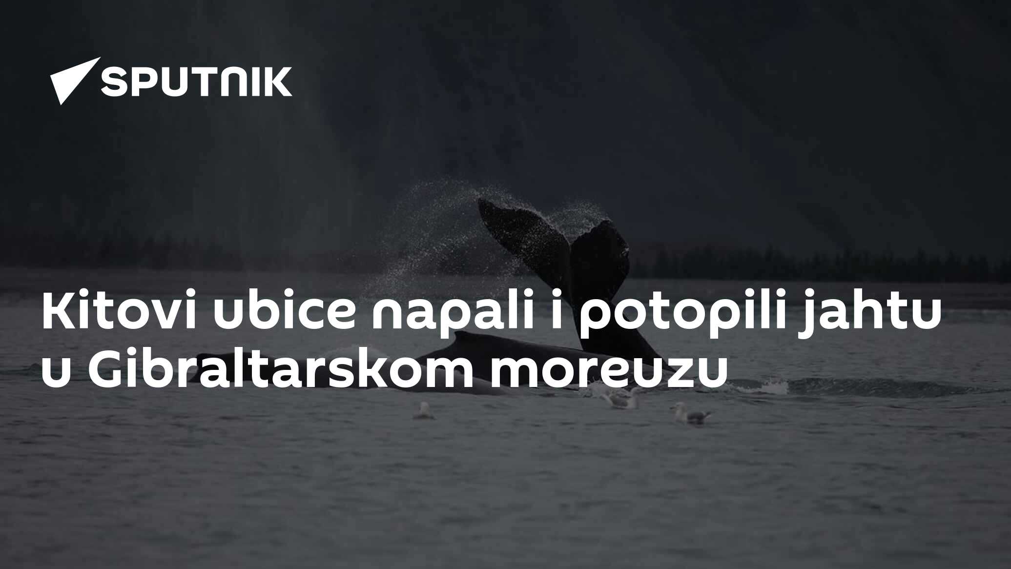 Kitovi ubice napali i potopili jahtu u Gibraltarskom moreuzu - 08.11. ...
