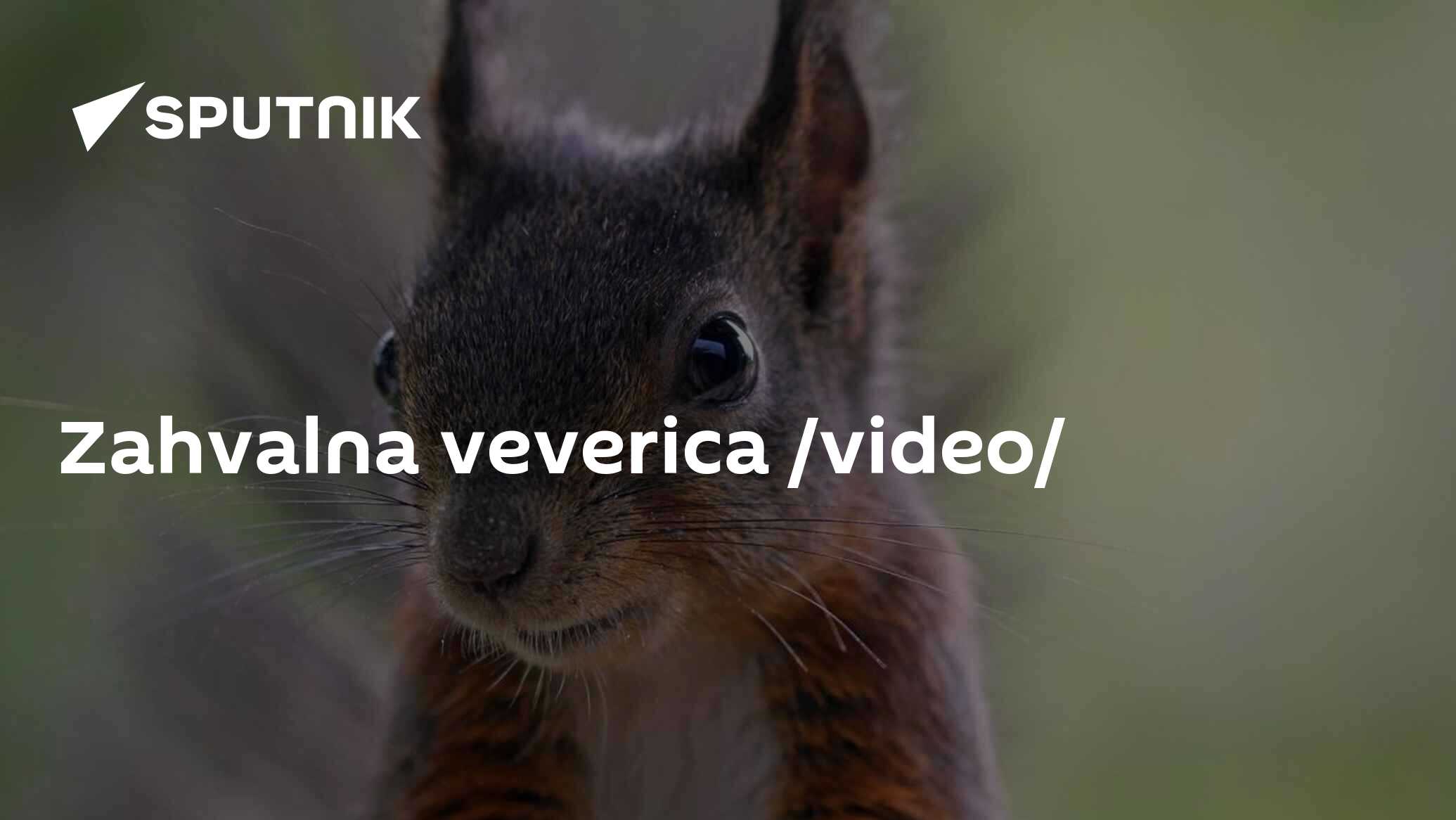 Zahvalna veverica /video/ - 07.01.2024, Sputnik Srbija