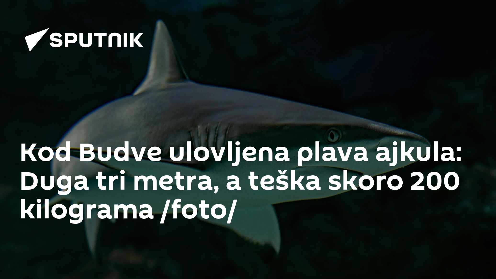 Kod Budve ulovljena plava ajkula: Duga tri metra, a teška skoro 200 kilograma /foto/ - 18.05. ...