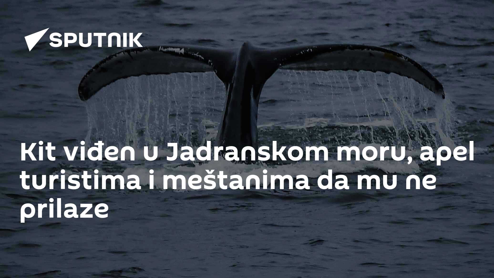 Kit viđen u Jadranskom moru, apel turistima i meštanima da mu ne prilaze - 10.06.2024, Sputnik ...