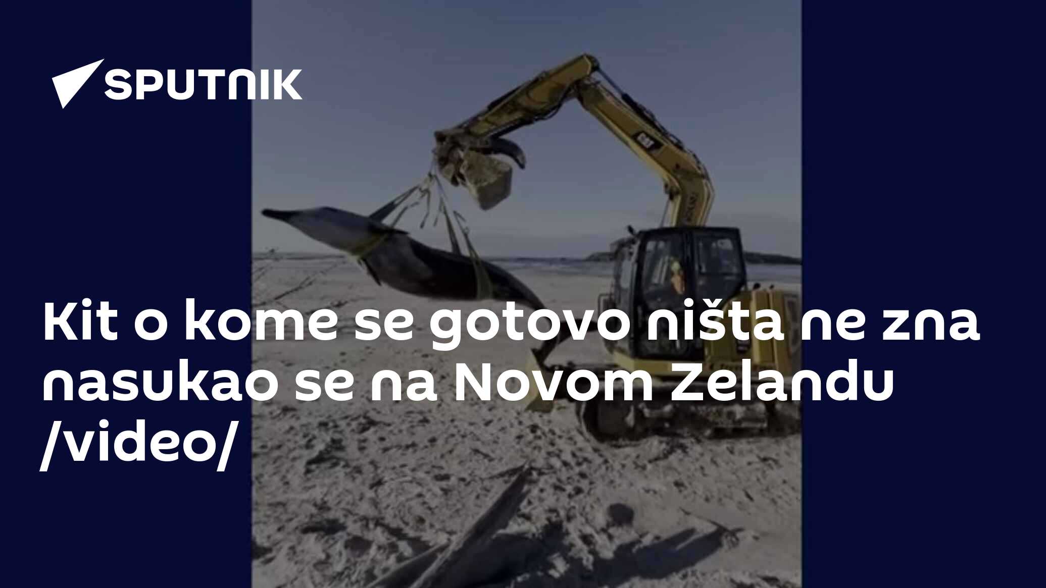 Kit o kome se gotovo ništa ne zna nasukao se na Novom Zelandu /video ...