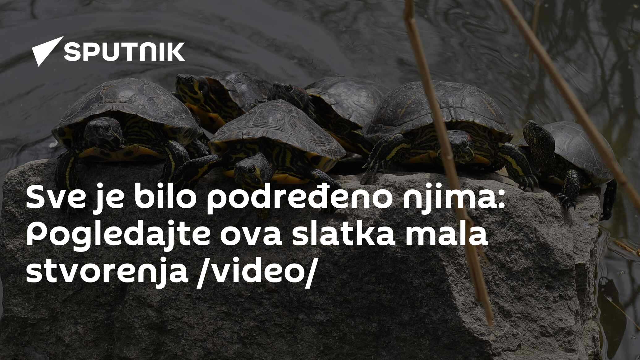 Sve je bilo podređeno njima: Pogledajte ova slatka mala stvorenja ...