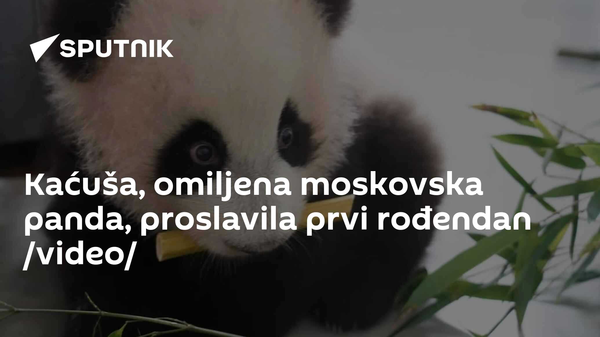 Kaćuša, omiljena moskovska panda, proslavila prvi rođendan /video/ - 25 ...