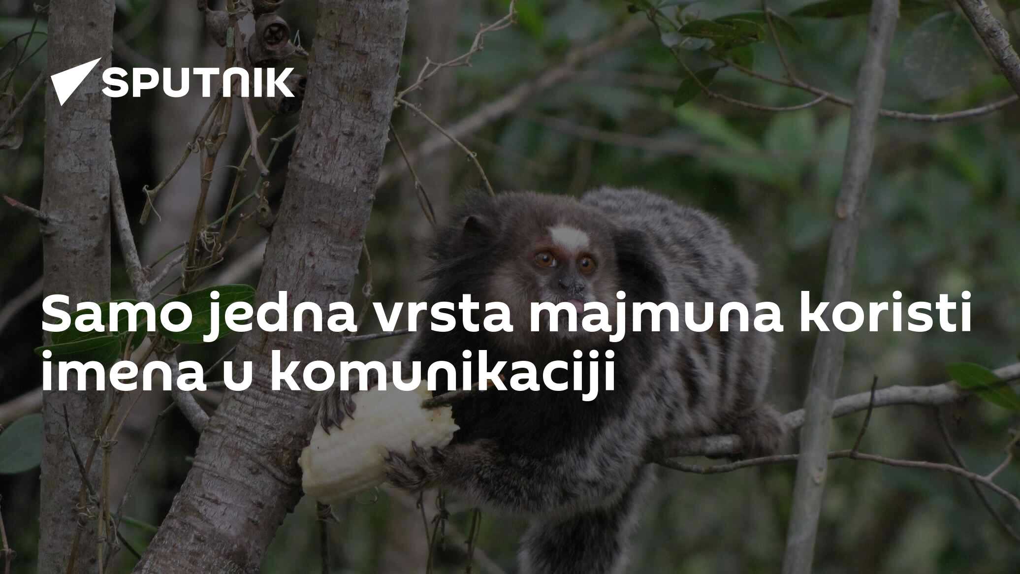 Samo jedna vrsta majmuna koristi imena u komunikaciji - 01.09.2024 ...