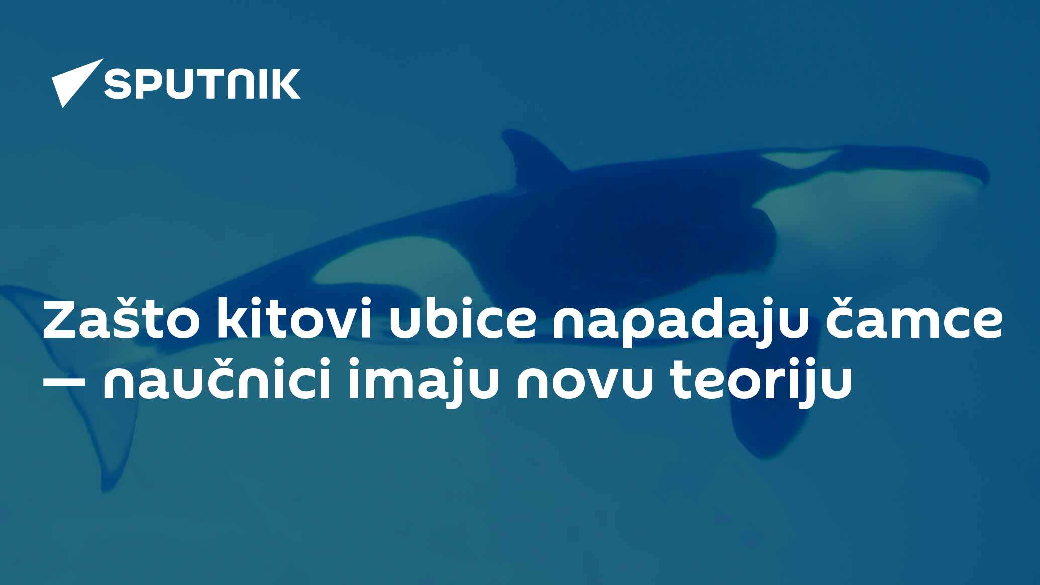 Zašto kitovi ubice napadaju čamce — naučnici imaju novu teoriju - 08.09 ...