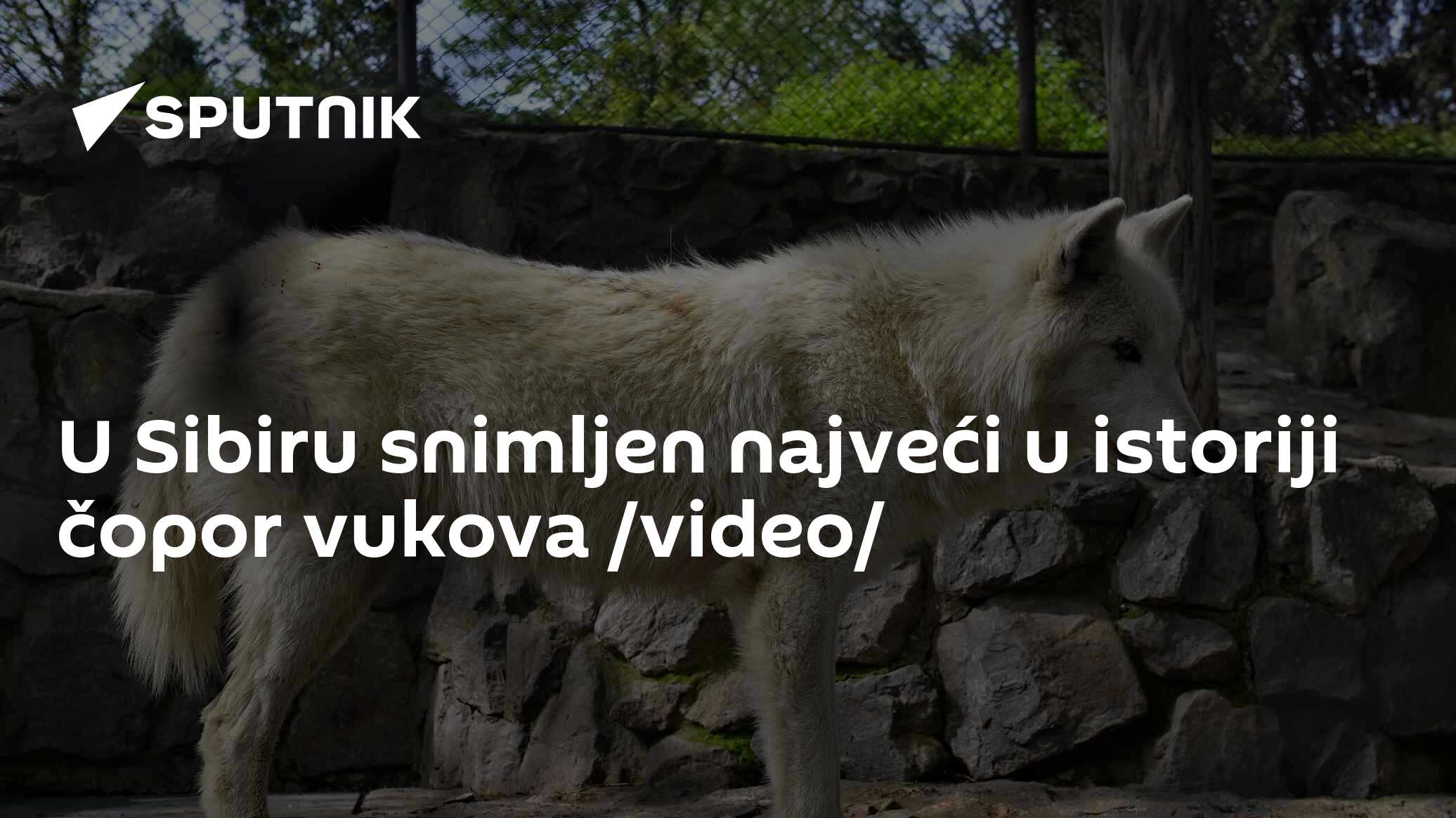 U Sibiru snimljen najveći u istoriji čopor vukova /video/ - 31.10.2024 ...