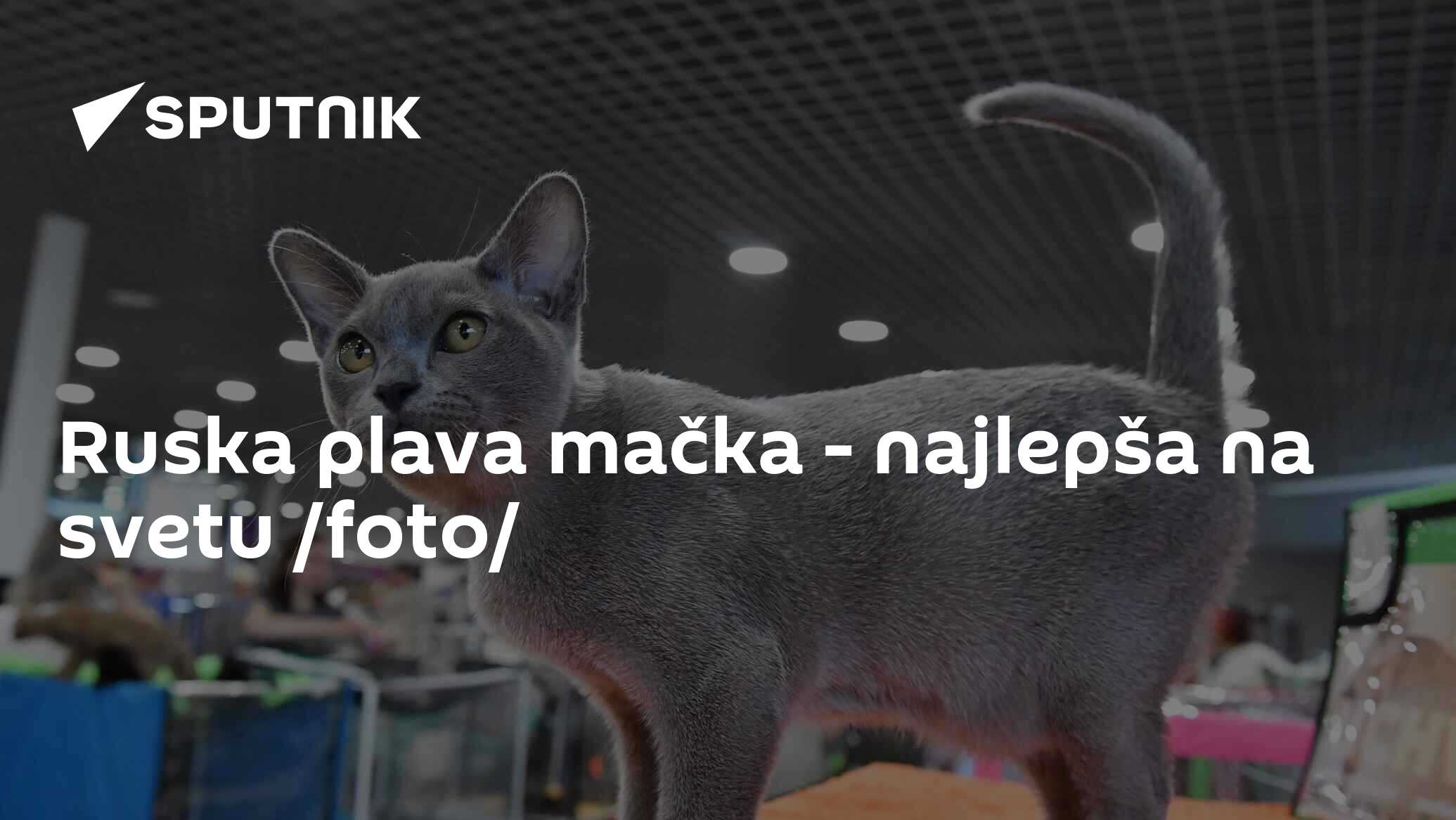 Ruska plava mačka - najlepša na svetu /foto/ - 06.11.2024, Sputnik Srbija