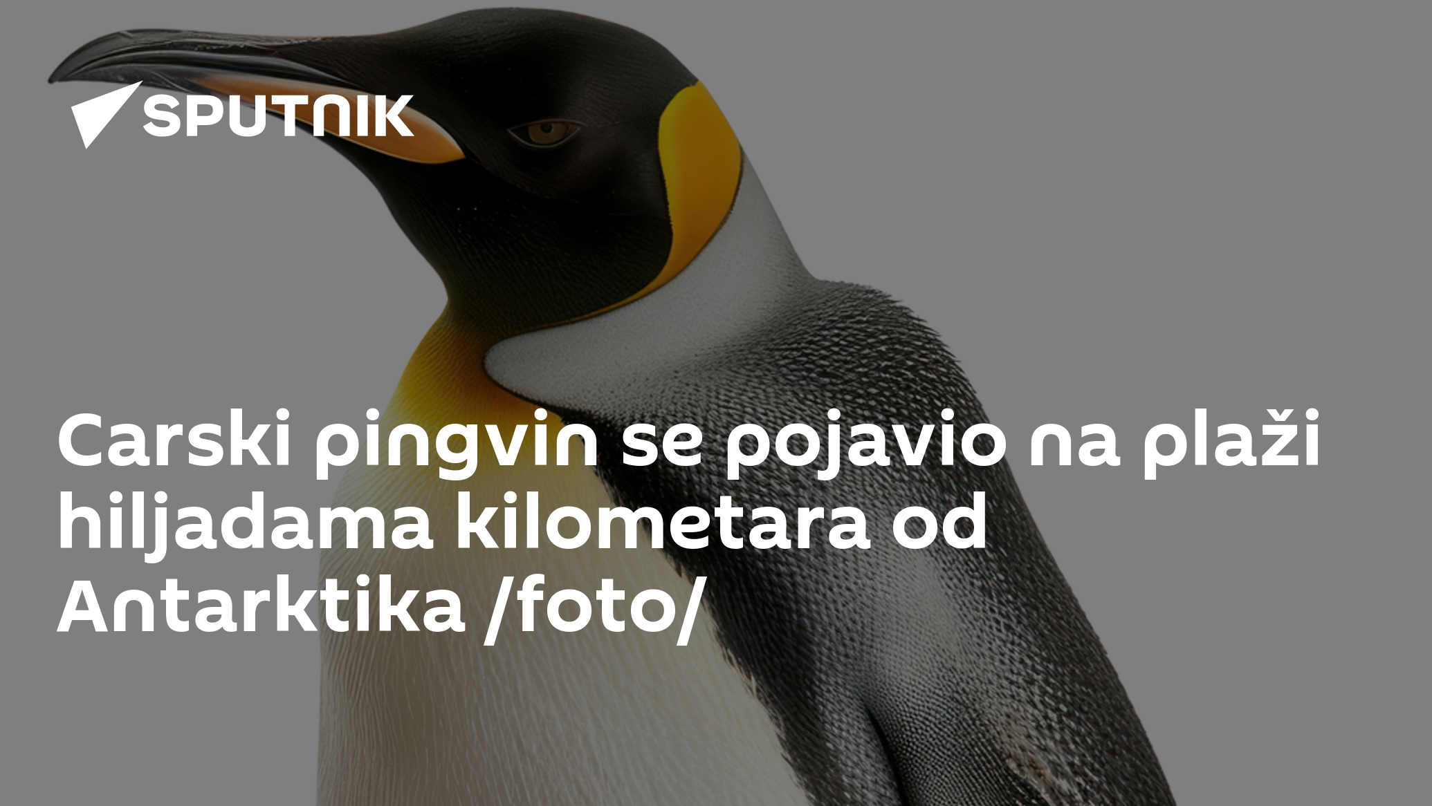 Carski pingvin se pojavio na plaži hiljadama kilometara od Antarktika ...