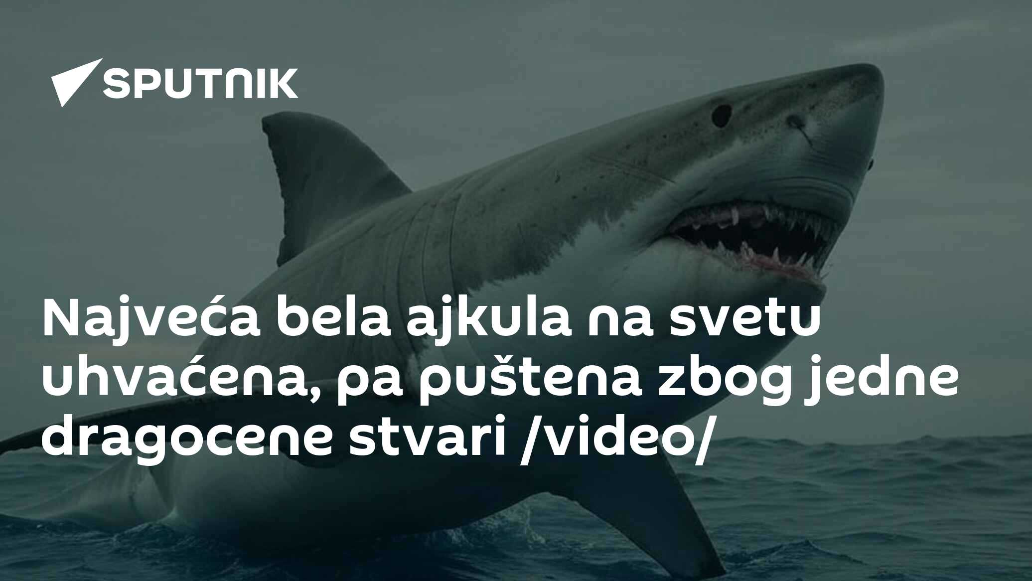 Najveća bela ajkula na svetu uhvaćena, pa puštena zbog jedne dragocene stvari /video/ - 12.02. ...