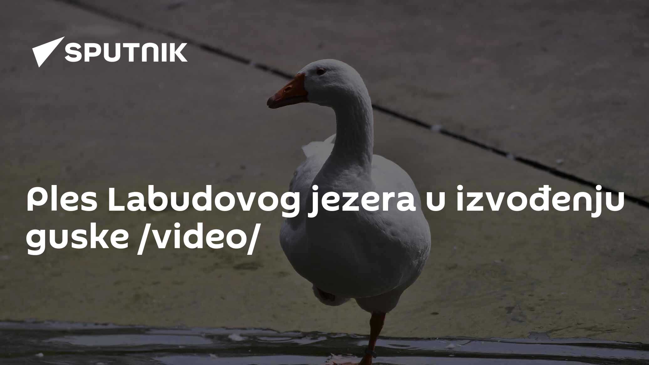 Ples Labudovog jezera u izvođenju guske /video/ - 05.04.2025, Sputnik ...