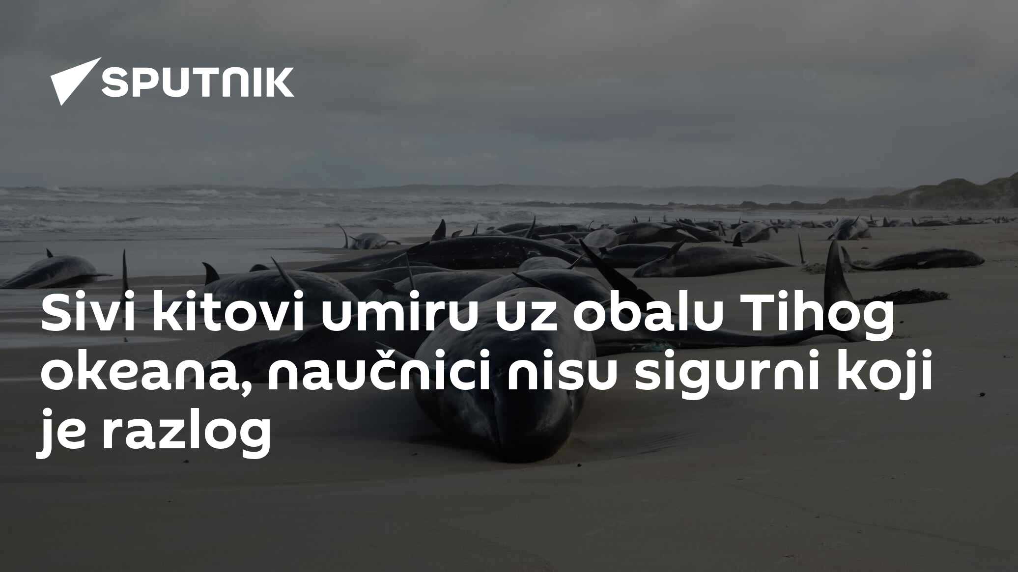 Sivi kitovi umiru uz obalu Tihog okeana, naučnici nisu sigurni koji je ...