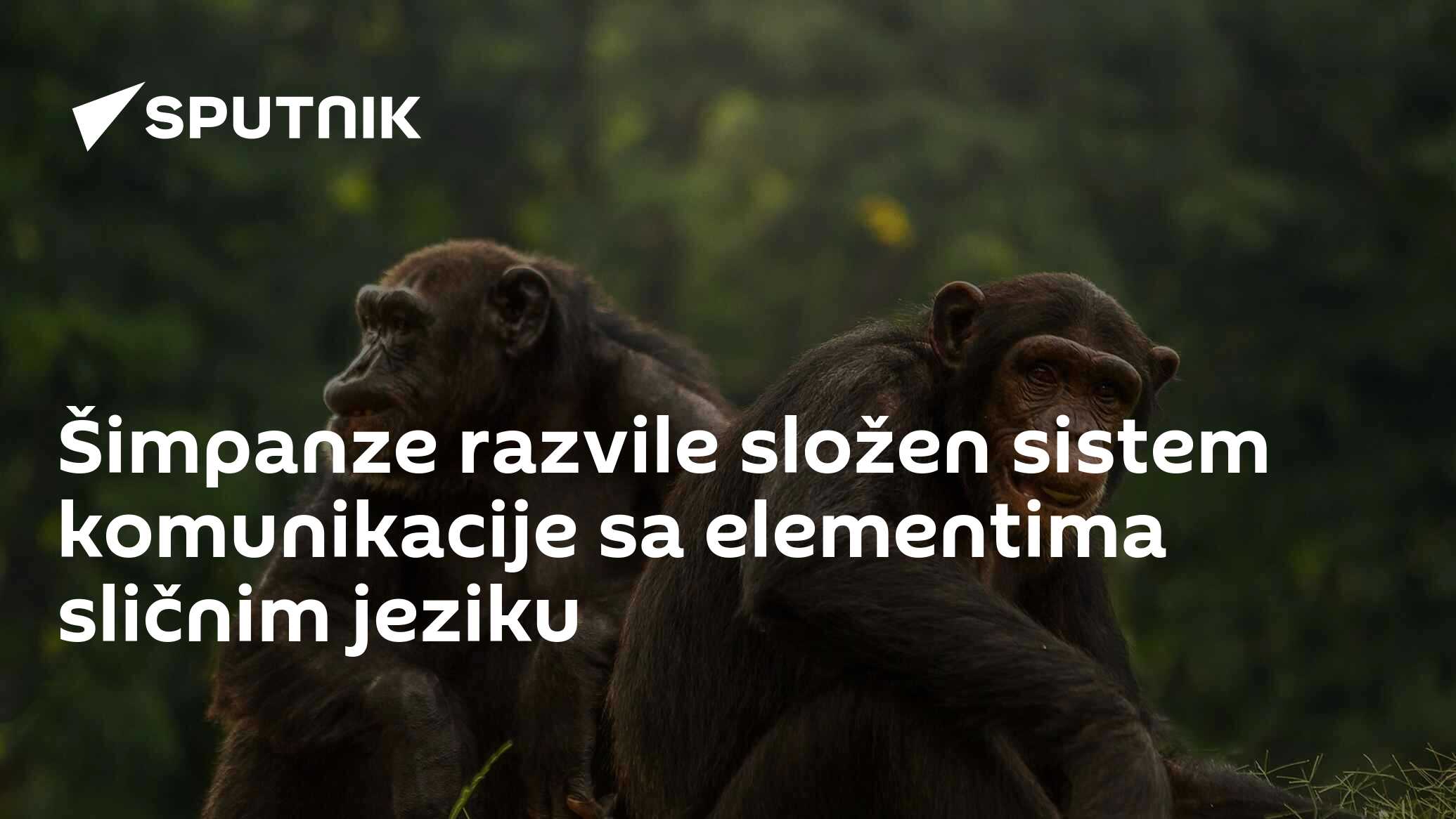 Šimpanze razvile složen sistem komunikacije sa elementima sličnim ...