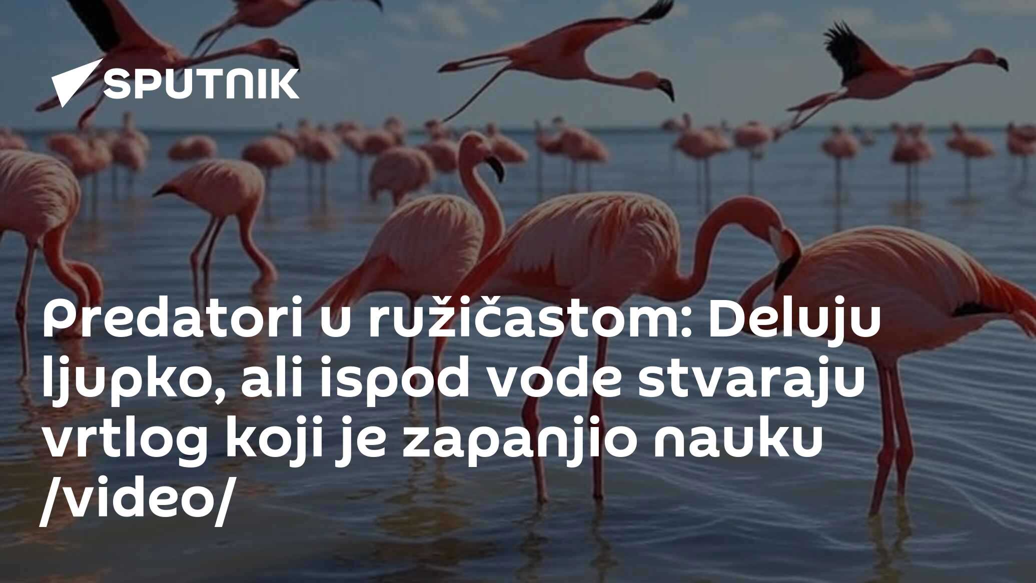 Predatori u ružičastom: Deluju ljupko, ali ispod vode stvaraju vrtlog ...