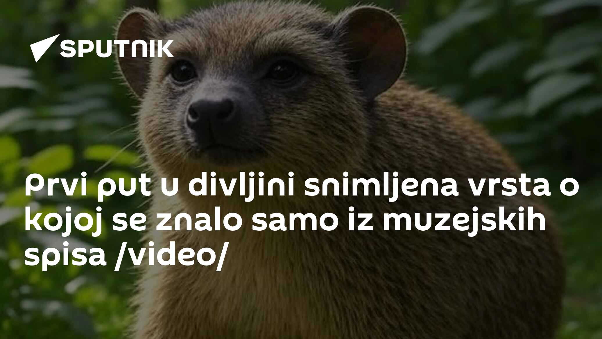 Prvi put u divljini snimljena vrsta o kojoj se znalo samo iz muzejskih ...