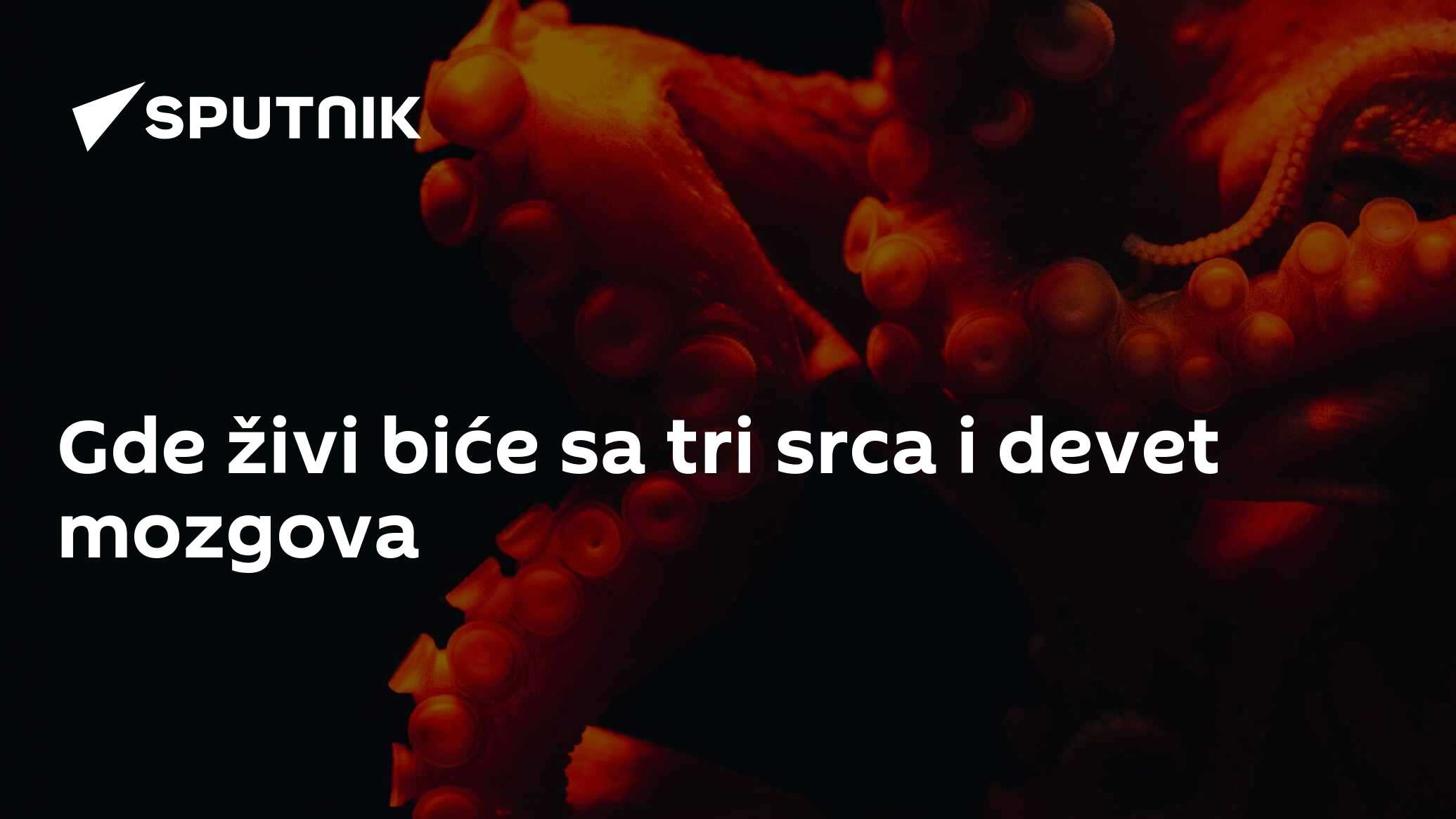 Gde živi biće sa tri srca i devet mozgova - 10.06.2025, Sputnik Srbija