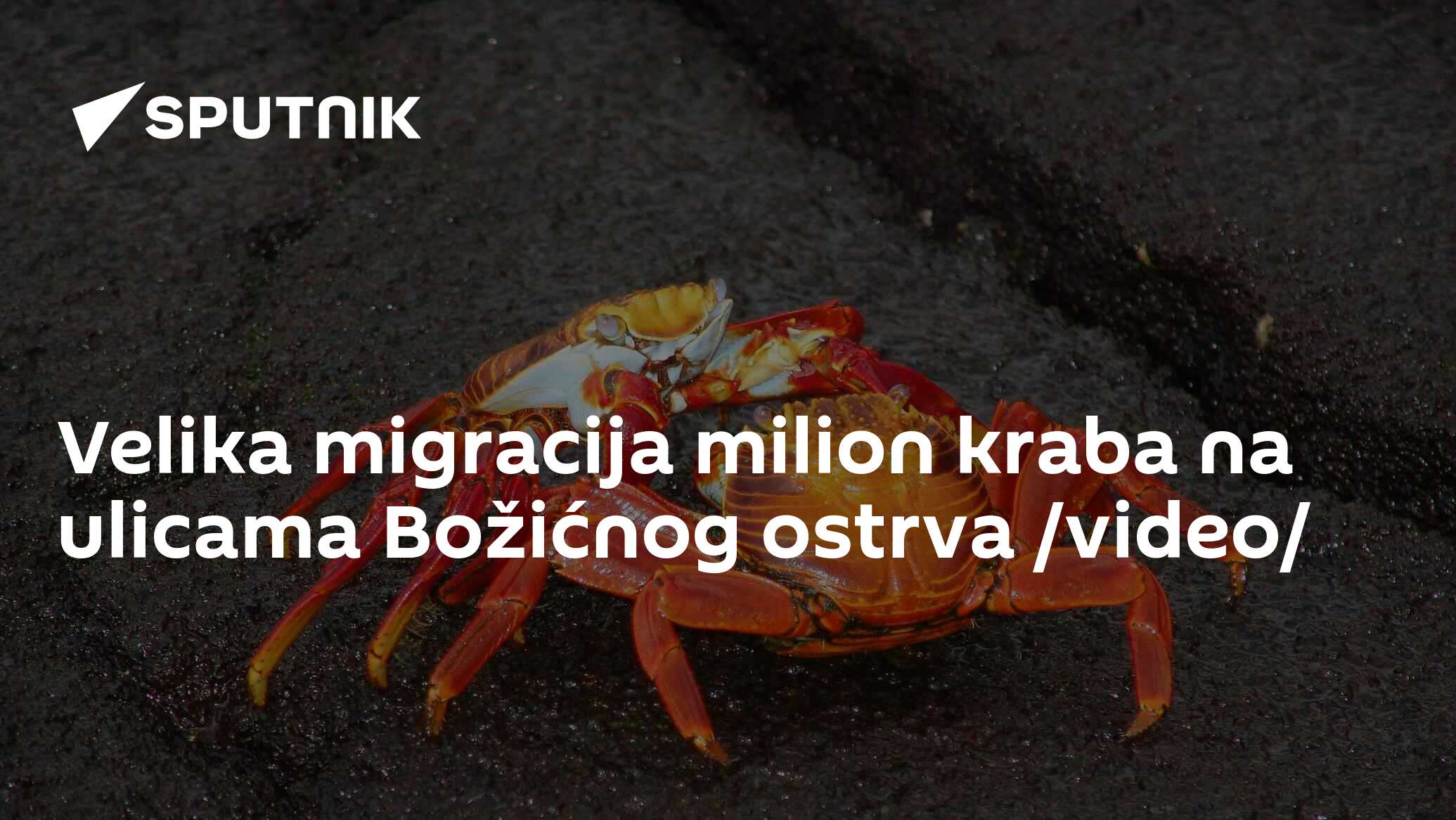 Velika migracija milion kraba na ulicama Božićnog ostrva /video/ - 27. ...