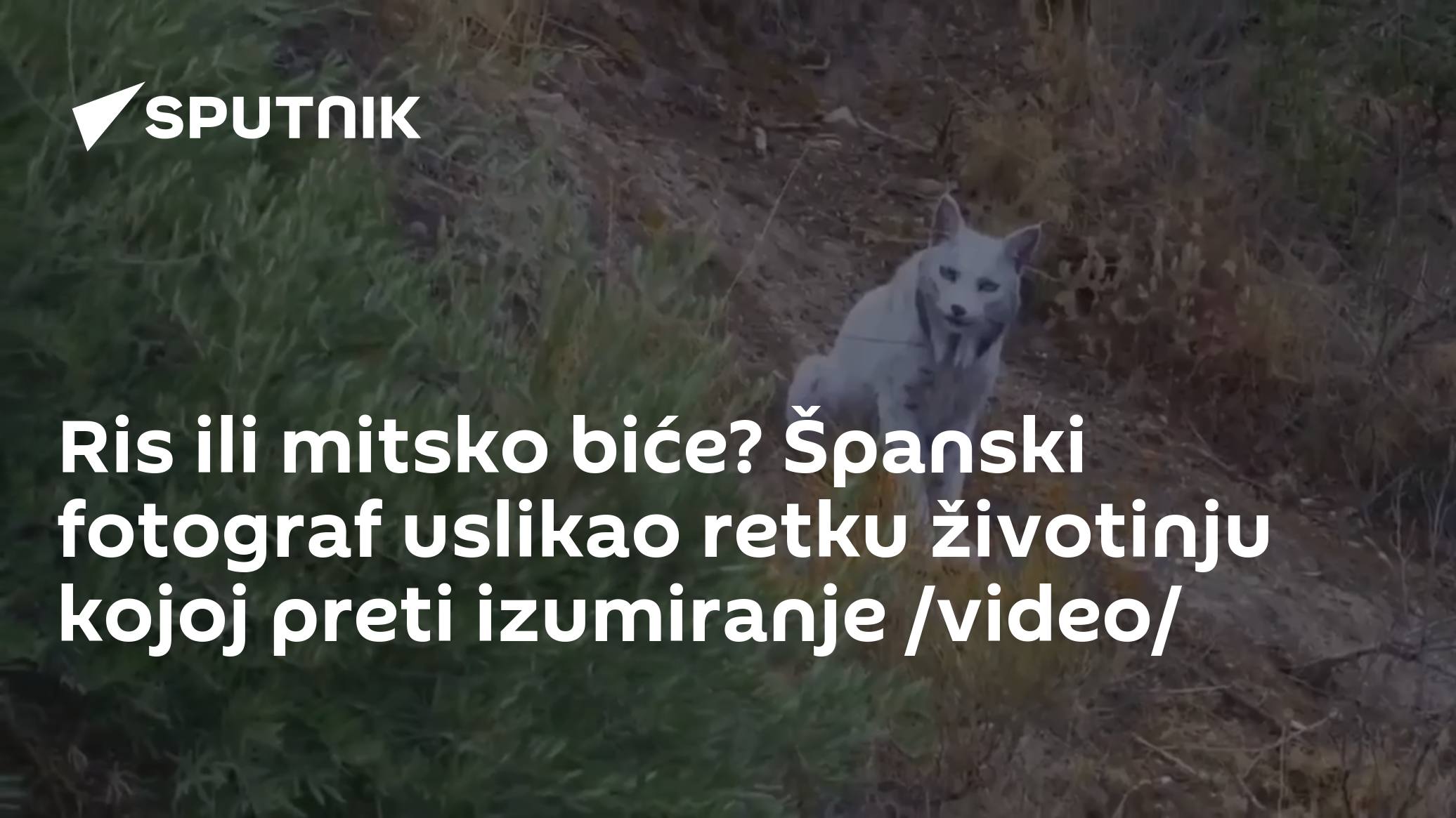 Ris ili mitsko biće? Španski fotograf uslikao retku životinju kojoj ...