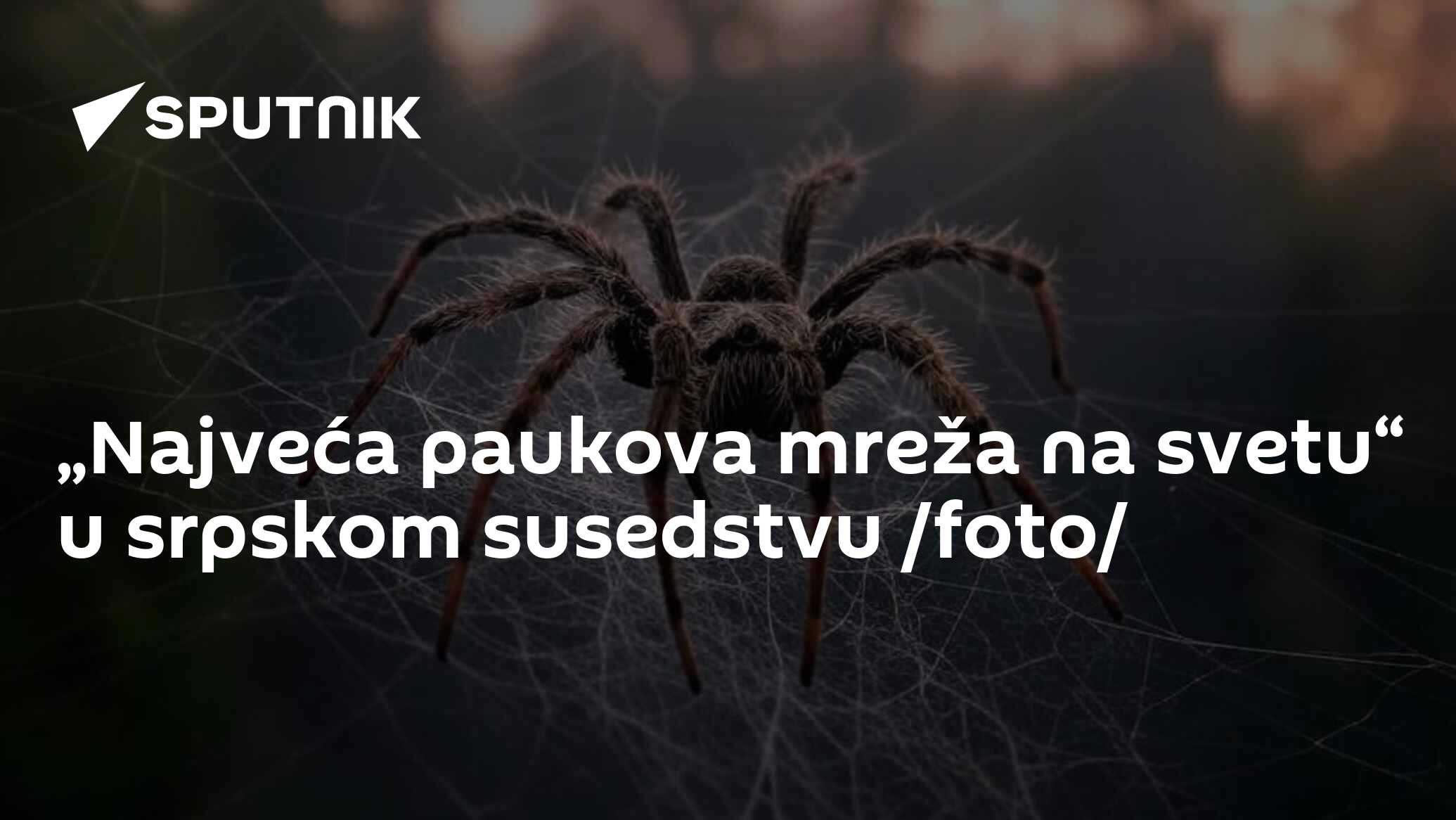 „Najveća paukova mreža na svetu“ u srpskom susedstvu /foto/ - 06.11. ...