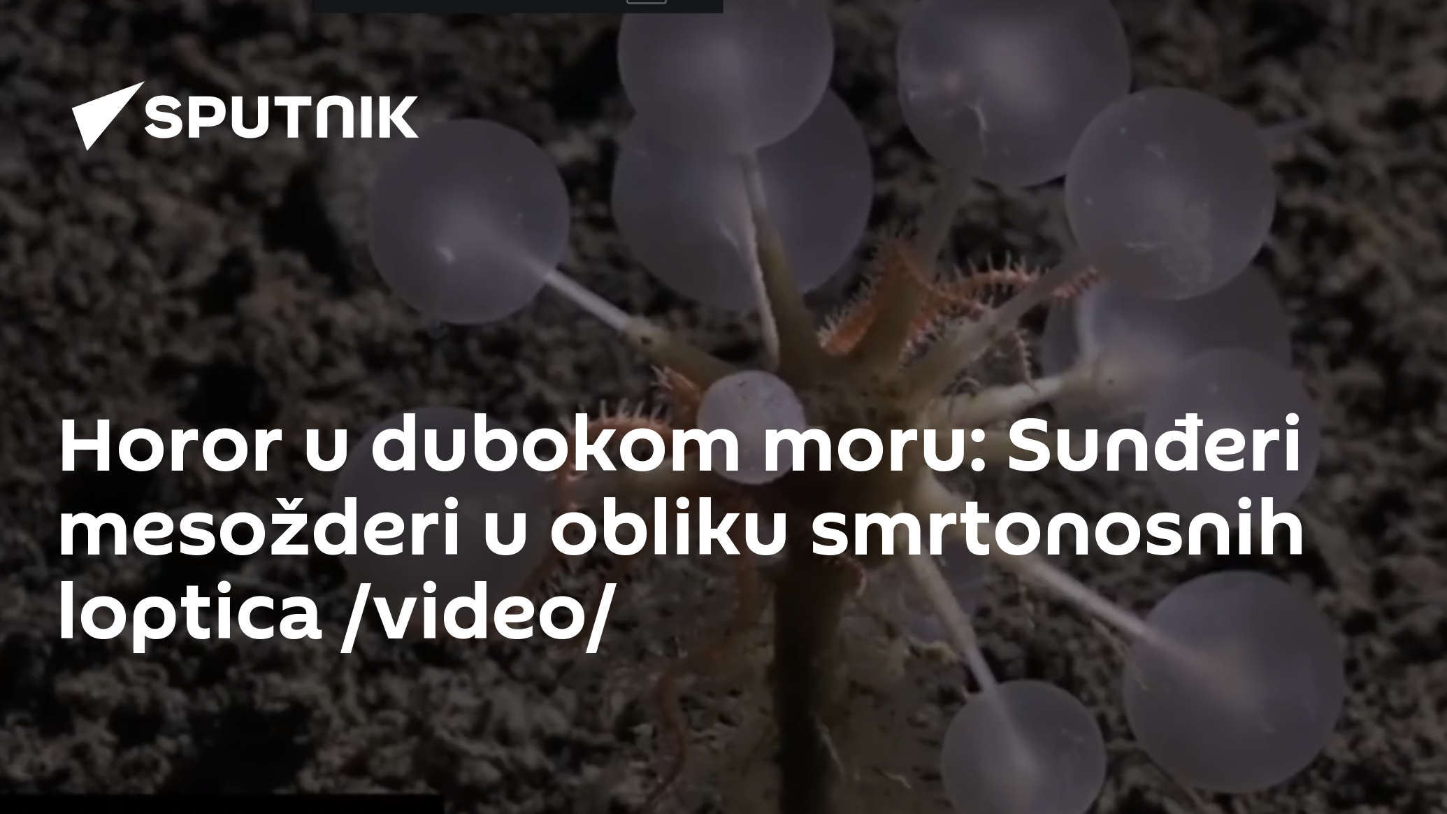 Horor u dubokom moru: Sunđeri mesožderi u obliku smrtonosnih loptica ...