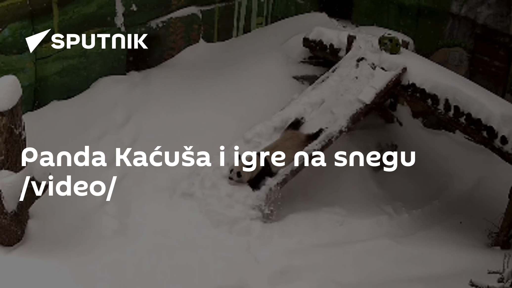Panda Kaćuša i igre na snegu /video/ - 14.01.2026, Sputnik Srbija
