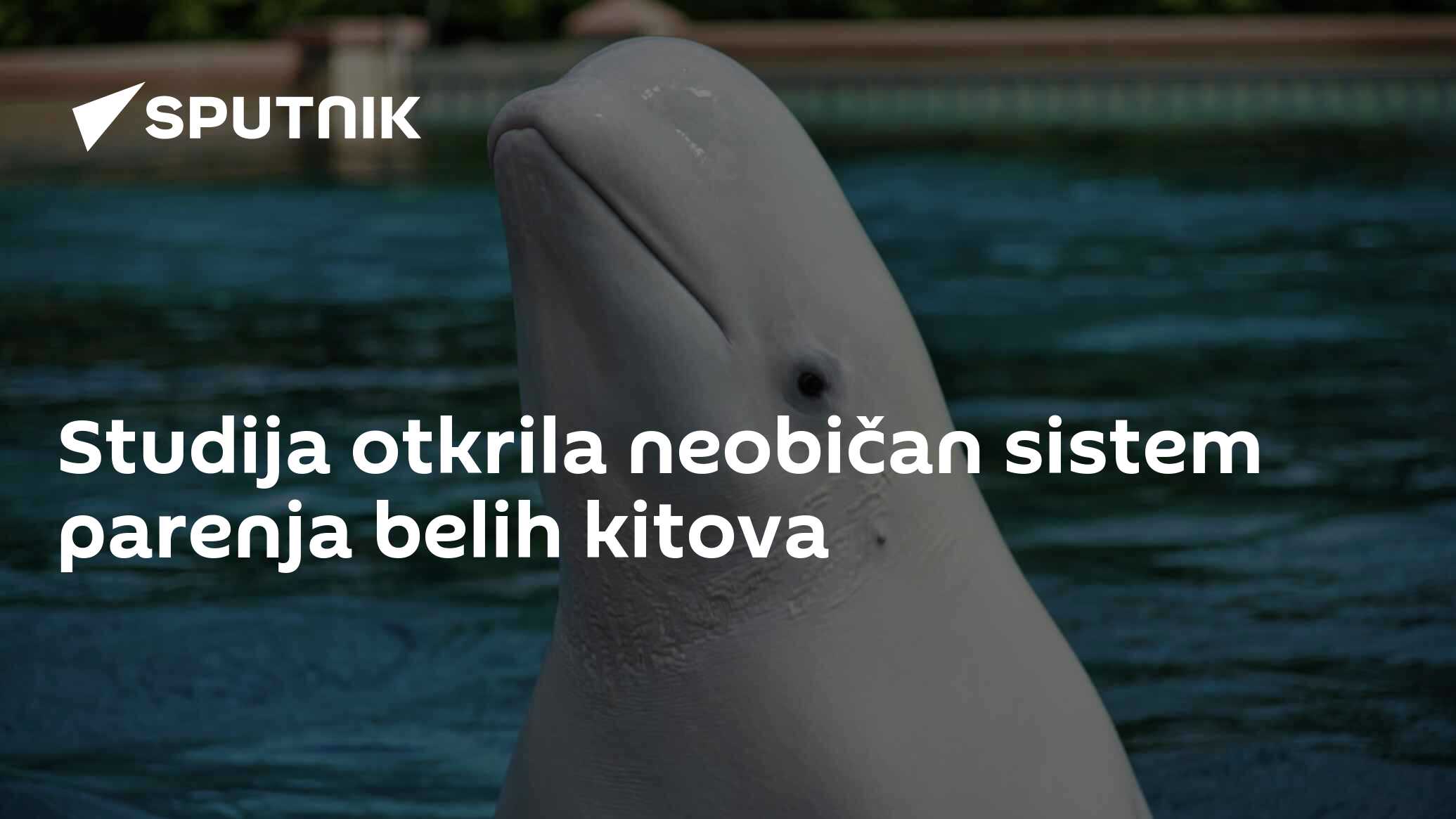 Studija otkrila neobičan sistem parenja belih kitova - 22.01.2026 ...