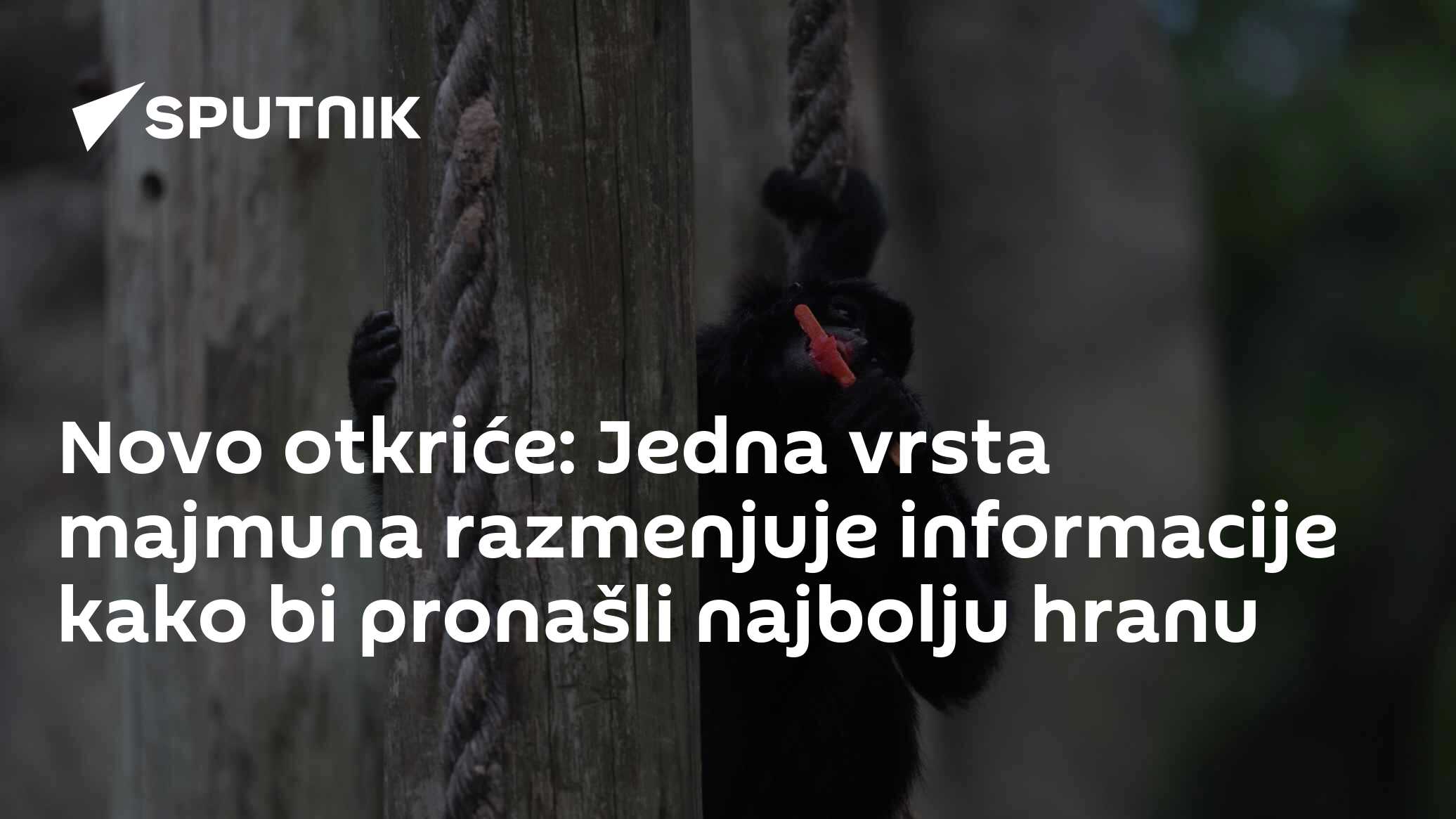 Novo otkriće: Jedna vrsta majmuna razmenjuje informacije kako bi ...