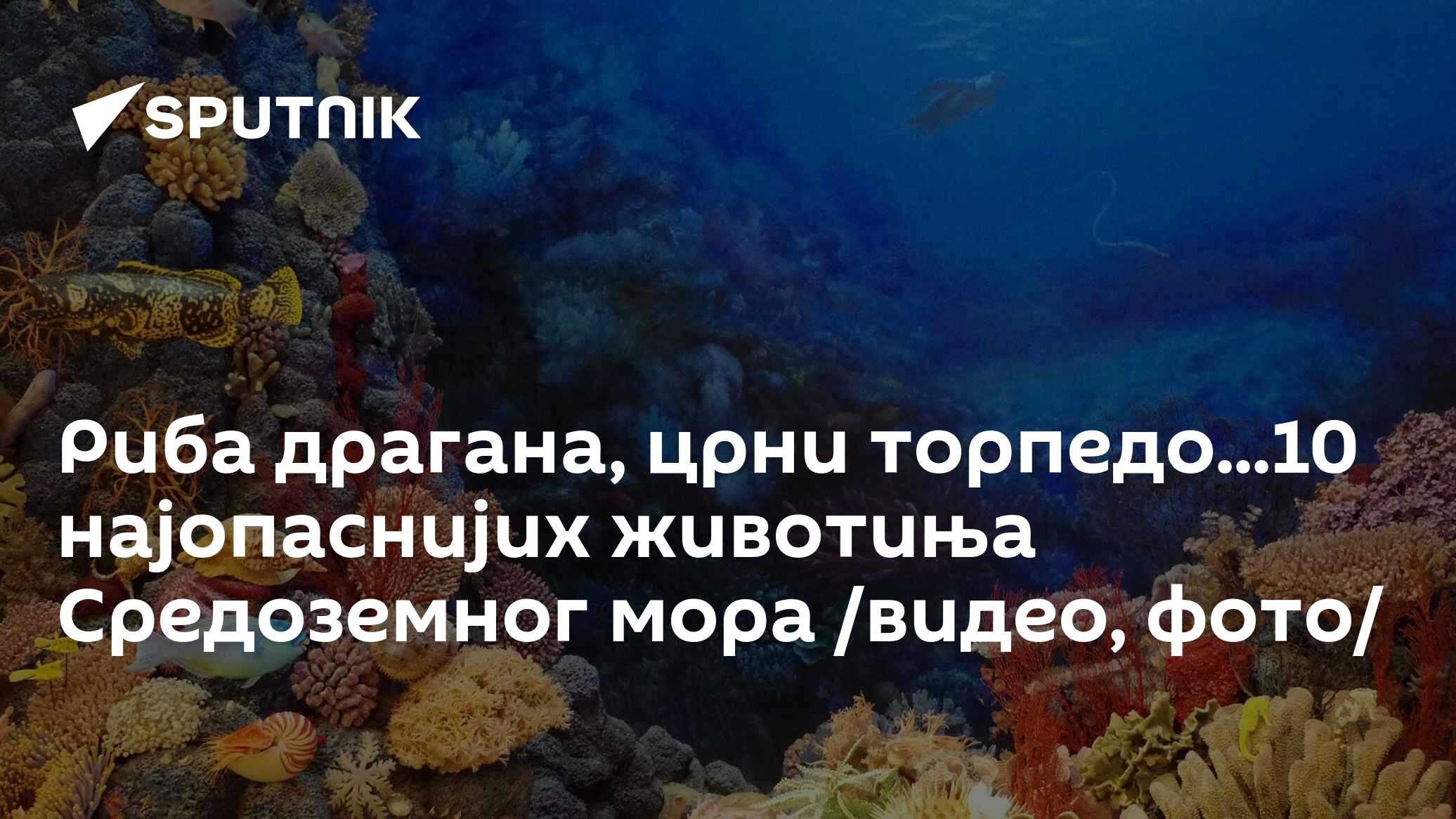 Риба драгана, црни торпедо...10 најопаснијих животиња Средоземног мора ...