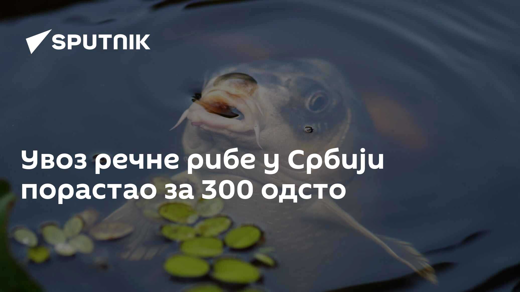 Увоз речне рибе у Србији порастао за 300 одсто - 14.01.2023, Sputnik Србија