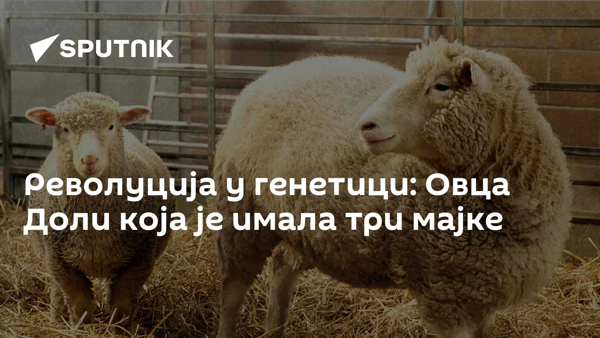 Револуција у генетици: Овца Доли која је имала три мајке - 06.07.2023 ...